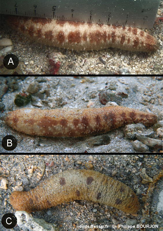 Holothuria arenicola | DORIS