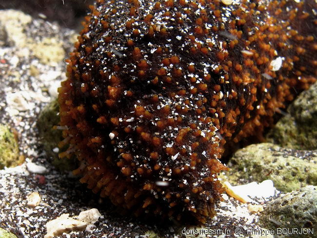 Holothuria (Semperothuria) cinerascens | DORIS