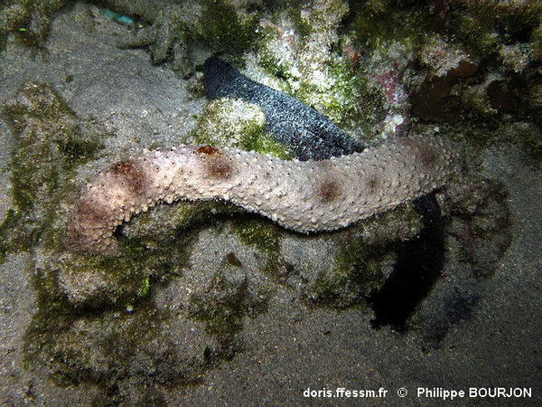 Holothuria fuscocinerea | DORIS
