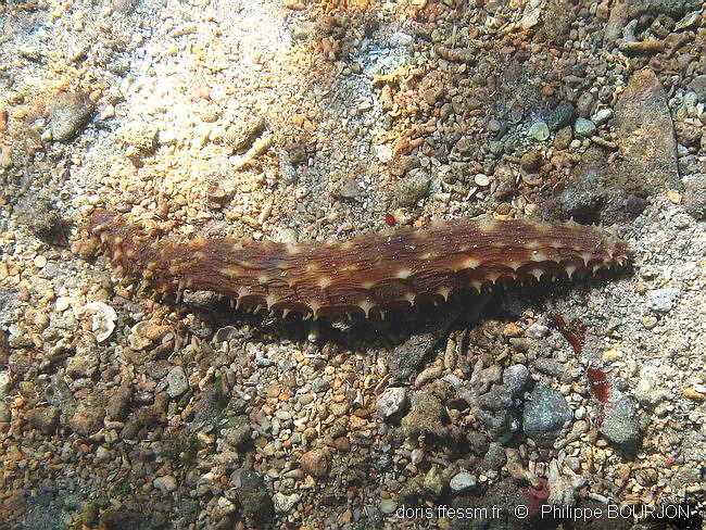 Holothuria (Mertensiothuria) hilla | DORIS