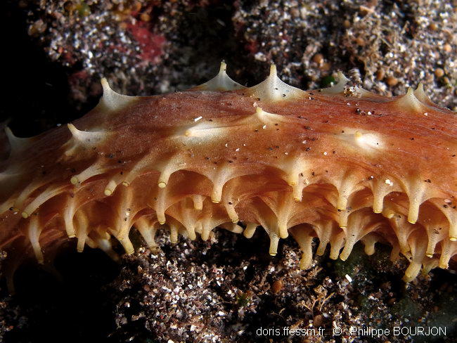 Holothuria (Mertensiothuria) hilla | DORIS