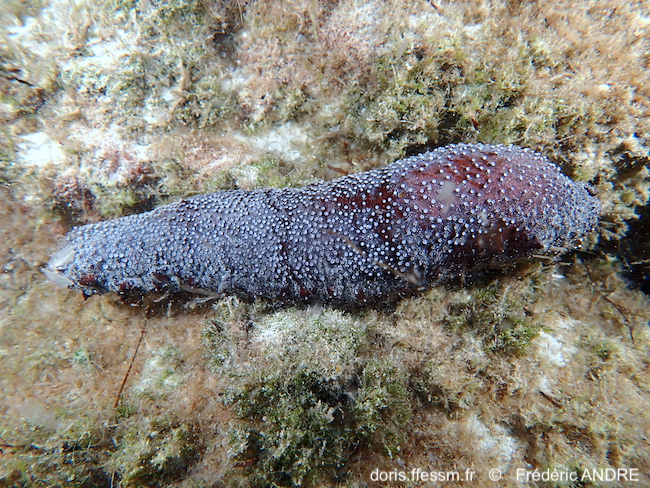 Holothuria (Roweothuria) poli | DORIS