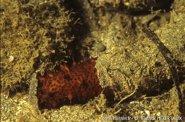 Holothuria (Roweothuria) poli | DORIS