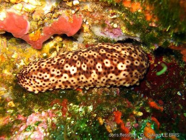 Holothuria (Platyperona) sanctori | DORIS