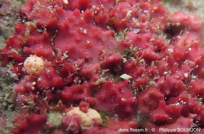 Homotrema rubra | DORIS