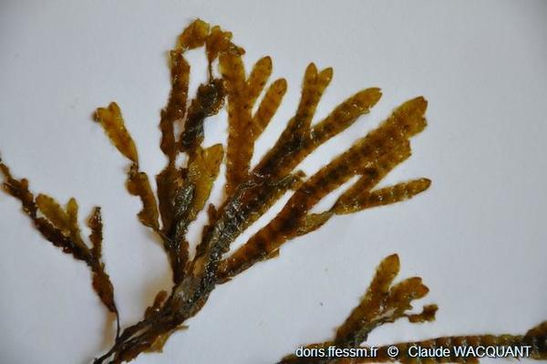 Dictyopteris polypodioides | DORIS