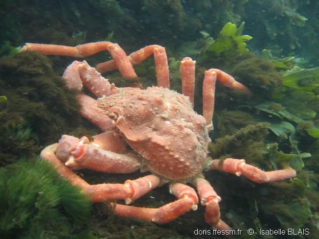 Hyas araneus | DORIS