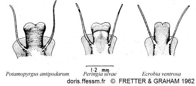 Ecrobia ventrosa | DORIS
