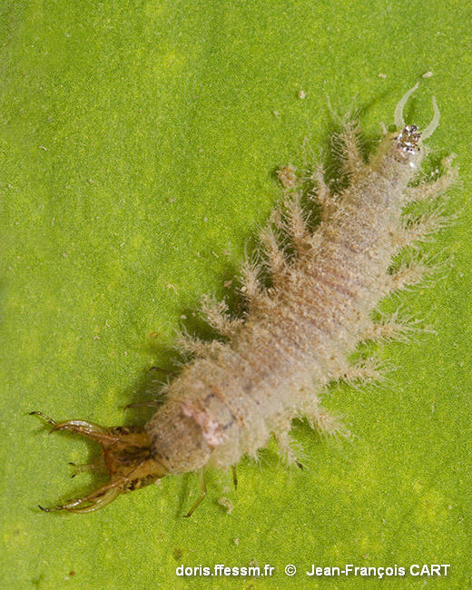 Hydrochara caraboides | DORIS