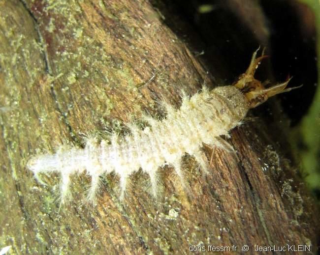 Hydrochara caraboides | DORIS