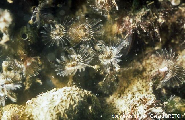 Hydroides ezoensis | DORIS