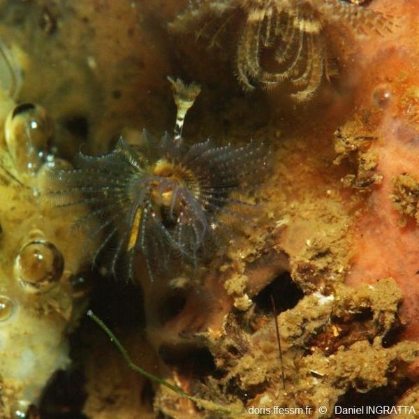 Hydroides ezoensis | DORIS