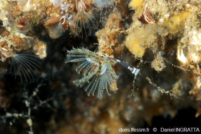 Hydroides ezoensis | DORIS