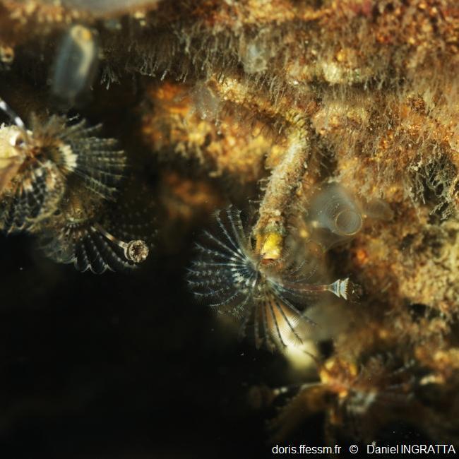 Hydroides ezoensis | DORIS