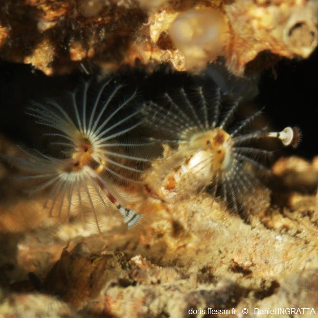 Hydroides ezoensis | DORIS