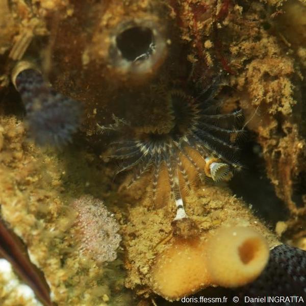 Hydroides ezoensis | DORIS