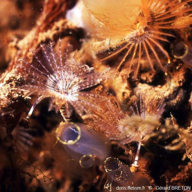 Hydroides ezoensis | DORIS