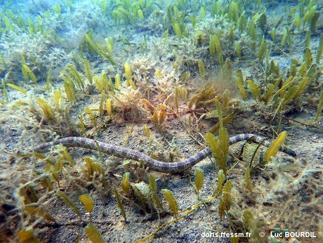 Hydrophis peronii | DORIS