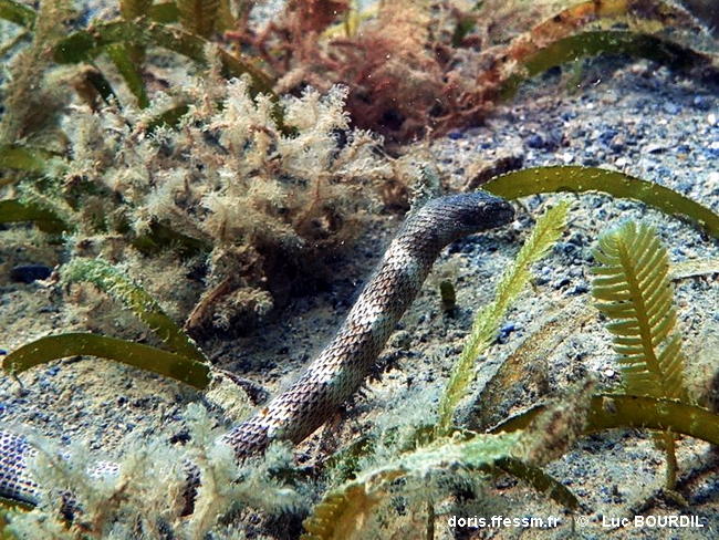 Hydrophis peronii | DORIS