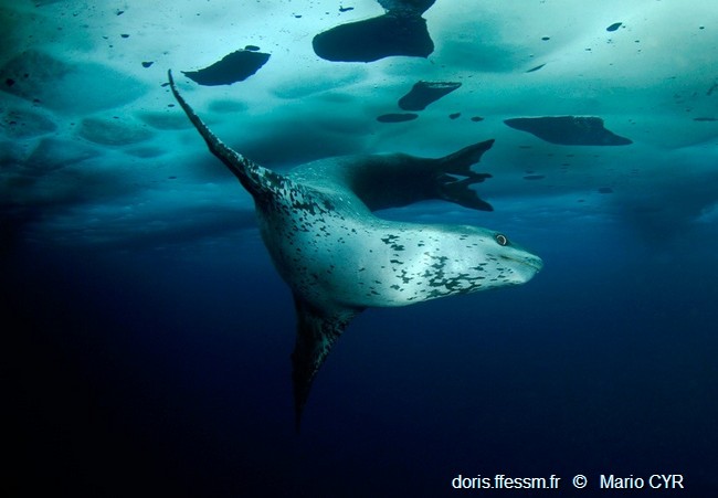 Hydrurga leptonyx | DORIS