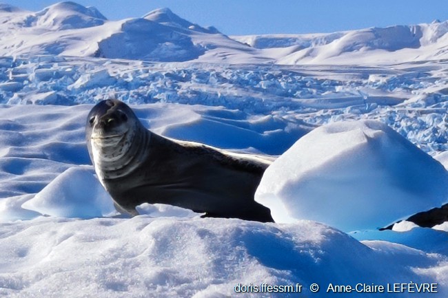 Hydrurga leptonyx | DORIS