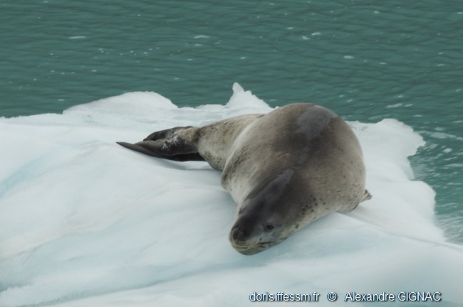 Hydrurga leptonyx | DORIS