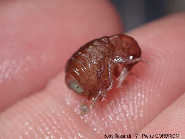 Hyperia galba | DORIS