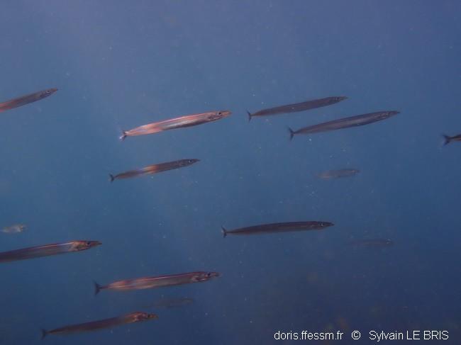 Hyperoplus lanceolatus | DORIS