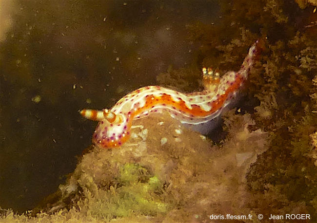 Hypselodoris maculosa | DORIS