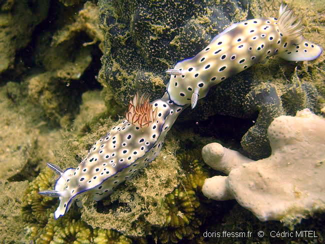 Hypselodoris tryoni | DORIS
