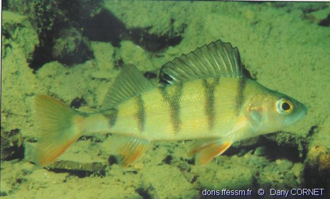 Perca fluviatilis | DORIS