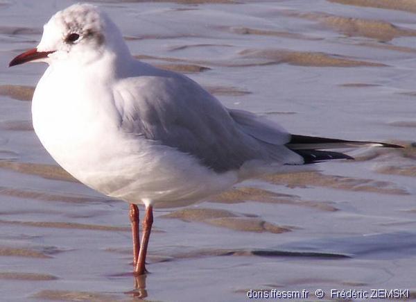 Larus ridibundus | DORIS