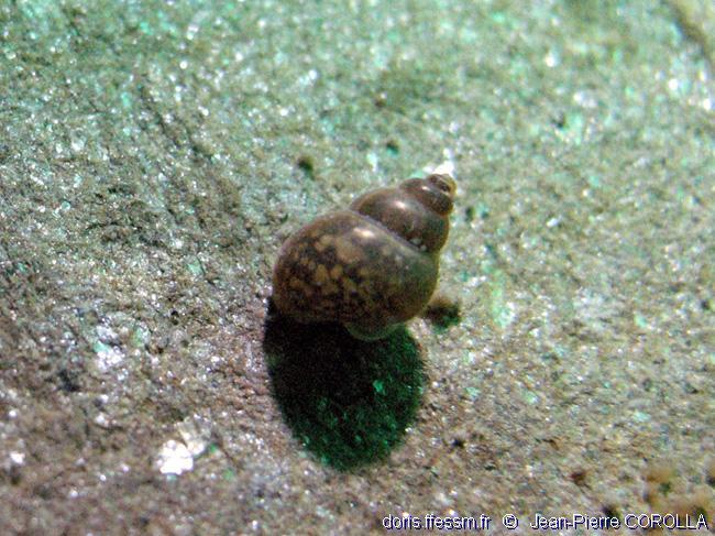 Bithynia tentaculata | DORIS