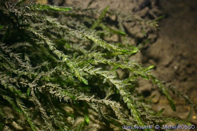 Fontinalis antipyretica | DORIS