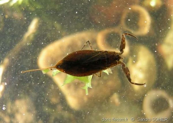 Nepa cinerea | DORIS