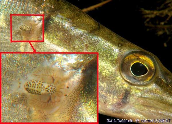 Argulus foliaceus | DORIS