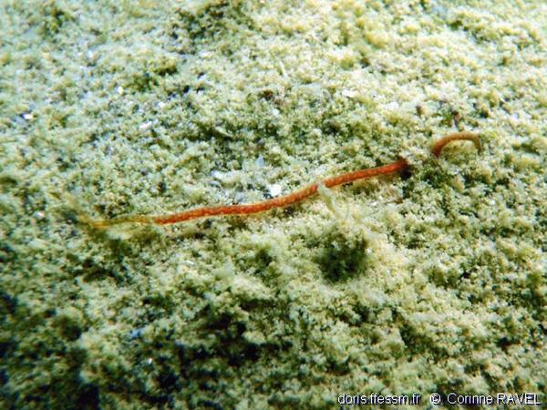 Lumbriculus variegatus | DORIS