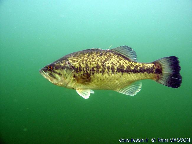 Micropterus salmoides | DORIS