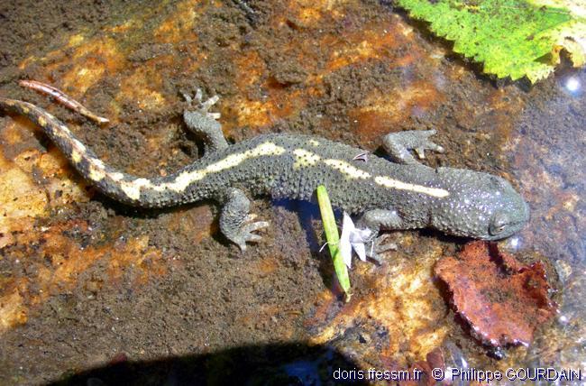 Calotriton asper | DORIS