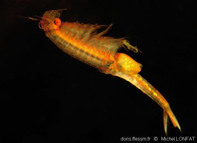 Eubranchipus grubii | DORIS