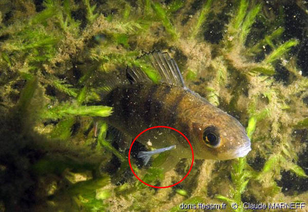 Lernaea cyprinacea | DORIS