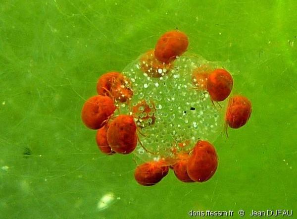 Hydrachnidia (sous-cohorte) | DORIS