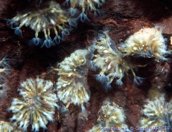 Lophopus crystallinus | DORIS