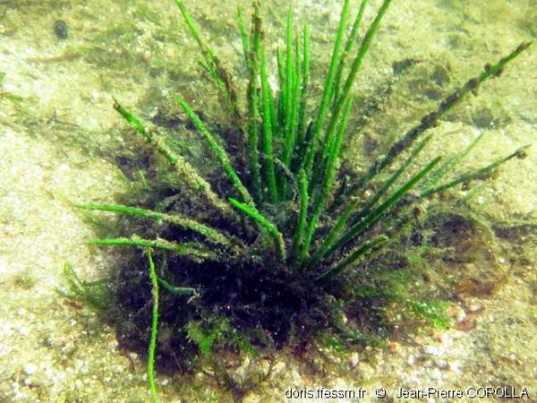 Isoetes lacustris | DORIS