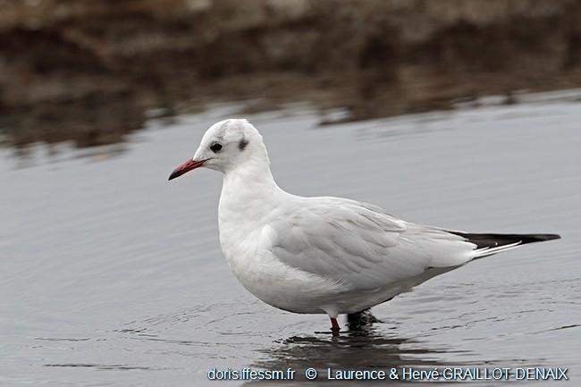 Larus ridibundus | DORIS