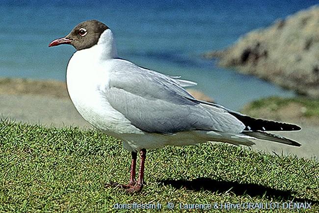 Larus ridibundus | DORIS