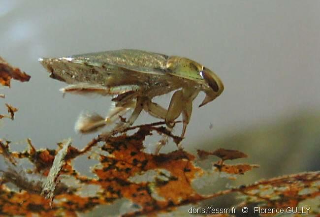 Ilyocoris cimicoides | DORIS