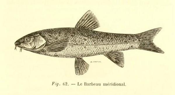 Barbus meridionalis | DORIS