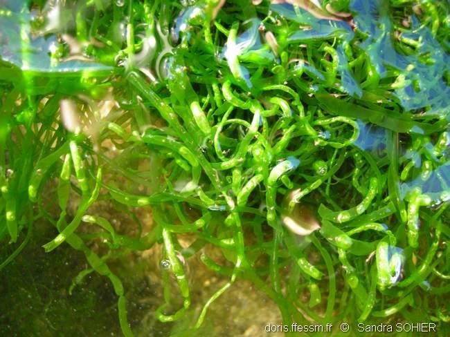 Ulva compressa | DORIS