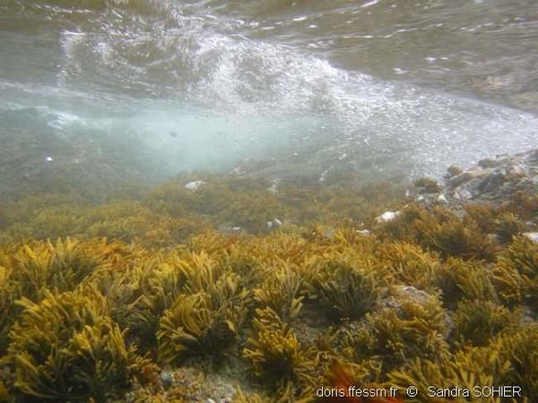 Pelvetia canaliculata | DORIS